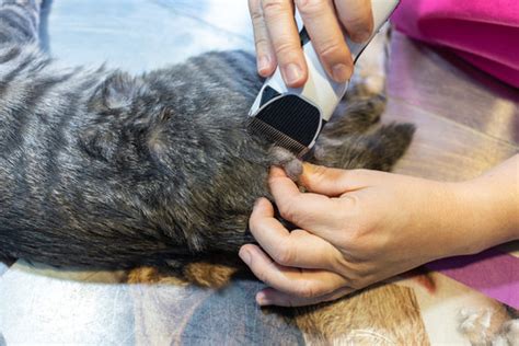 Orchiektomie Bilder Stock Fotos And Videos Adobe Stock