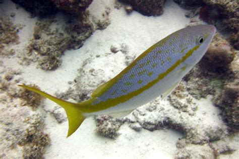 The Yellowtail Snapper Whats That Fish