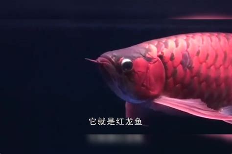 世界上最贵的鱼，一根胡须几十万，创下吉尼斯纪录！胡须吉尼斯纪录