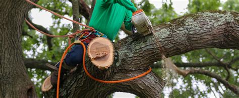 Why Trim Dead Branches LTRC Tree Specialists