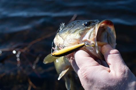 Us State By State Largemouth Bass Spawning Calendar