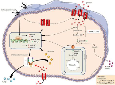 Glut1 And Glycolysis Regulate Nlrp3 Inflammasome Activation And Il 1β