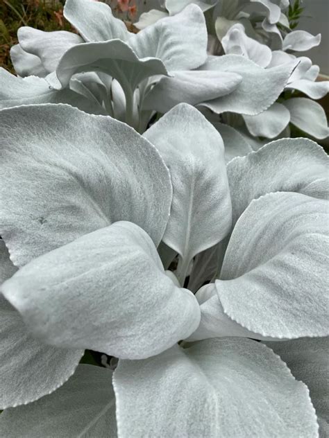 Senecio Angel Wings® Moss Greenhouses