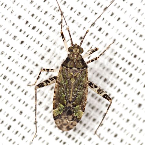 Plant Bug Phytocoris Bugguide Net