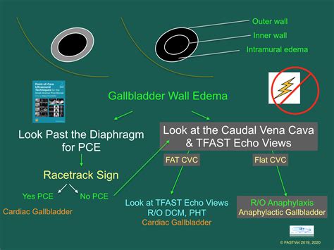 Fastvet Free Resources Integrative Algorithm For Gallbladder Wall Edema Halo Sign In The