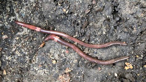 Watch Out For This Garden Killing Jumping Worm Clean Eating