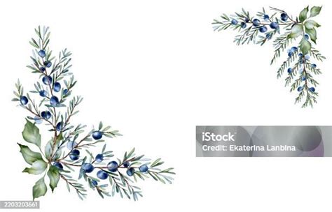 노간주나무와 호랑가시나무 가지 수채화 단풍 모서리 테두리 흰색에 고립되어 있습니다 먼지가 많은 녹색 잎 손으로 그린 식물 프레임 템플릿 청첩장 및 자연 테마 배경 결혼식에