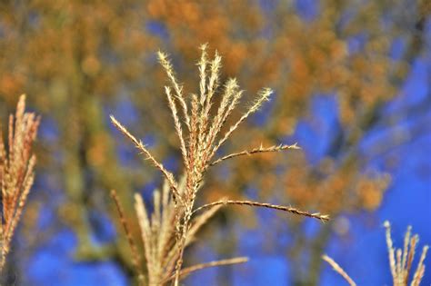 Autumn Scene Decorative Grass Free Photo On Pixabay