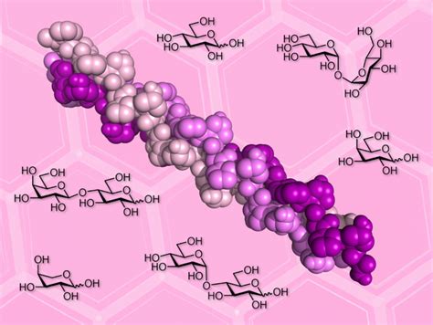 Sugars Stabilize Collagen Triple Helices Chemistryviews
