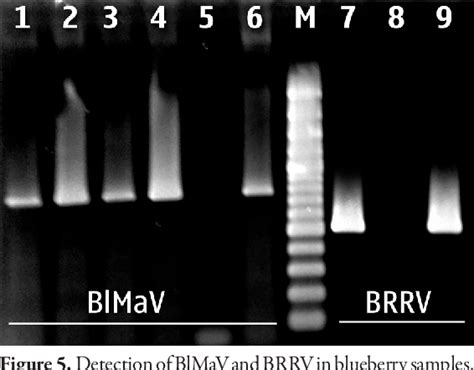 Blueberry Leaf Mottle Virus Semantic Scholar