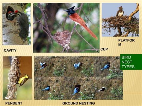 Bird Friendly Architecture
