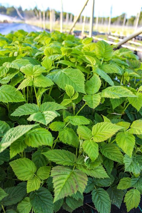 Small Green Raspberry Plants Raspberry Farm With A Lot Of Raspberry