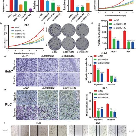 Snhg1 Promotes Hepatocellular Carcinoma Hcc Tumor Growth In Vivo Download Scientific