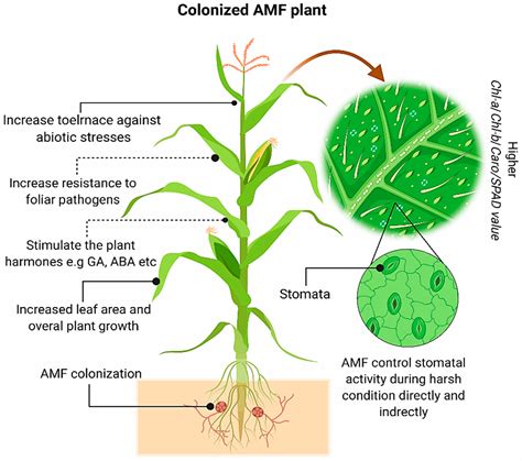 Effect Of Arbuscular Mycorrhizal Fungi On Photosynthetic Ifuz