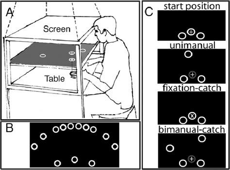 Schematic Illustration Of The Experimental Setup And Stimuli A An