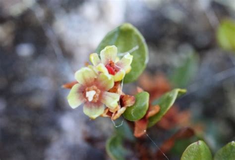 Tasmanian Alpine Plants Polygonaceae