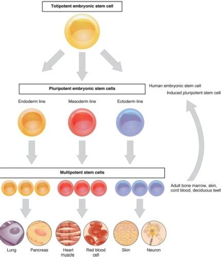 What Is The Difference Between Embryonic And Somatic Stem Cells