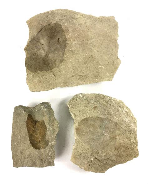 Lot 3 Leaf Fossils From Florissant
