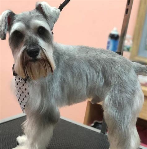 20 Best Schnauzer Haircuts For Dog Lovers The Paws Schnauzer