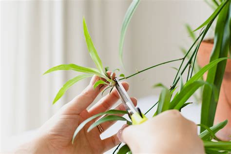 Vegetative Propagation Spider Plant