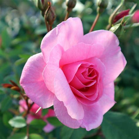 Rosa ‘John Davis’ in 2 gallon pot – Fraser Valley Rose Farm