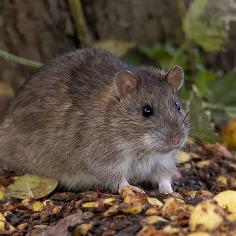 Brown Rat Rattus Norvegicus Know Your Mammals