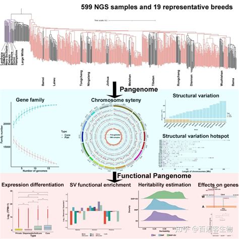 中国农大首次进行猪图形泛基因组的应用研究 知乎