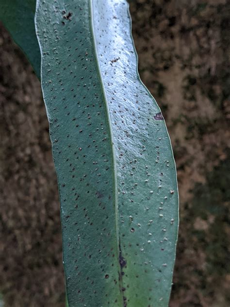 Microsorum Punctatum Ferns And Lycophytes Of The World