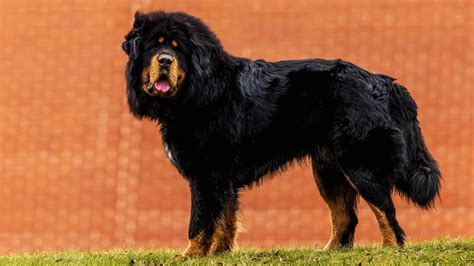 Una Familia Crió A Un Perro Enorme Y Luego Descubrió Que Era Un Oso Qpasa