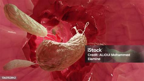 헬리코박터 파일로리 일러스트 미세 에어로필박테리아는 위와 십이지장의 다양한 부위를 감염시합니다 마이크로빌리 표면 박테리아와