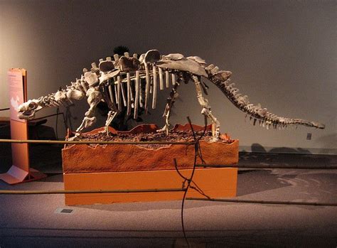 Ankylosaurus Fossils