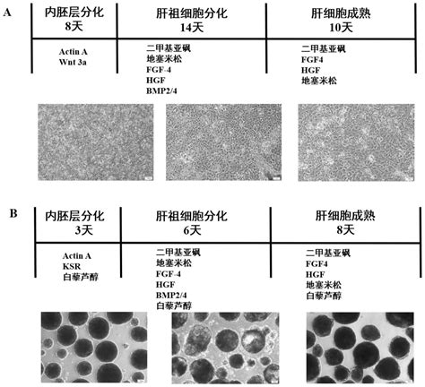 一种诱导多能干细胞分化为肝细胞的试剂盒、方法及其应用 2