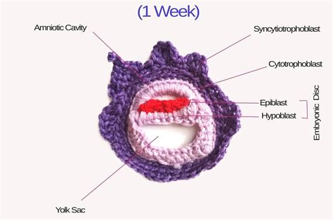 Crocheted Embryo Models — Featured Artwork From The Node Bsdb Virtual