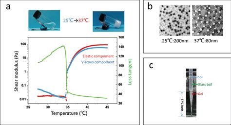 Temperature Sensitive Pib Nanogel Solgel Phase‐transition Behaviors