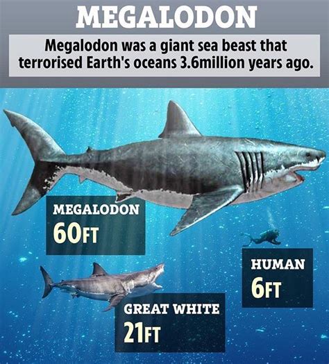 Dora Giannaki On Linkedin Sharks Marinelife Conservation Saveouroceans