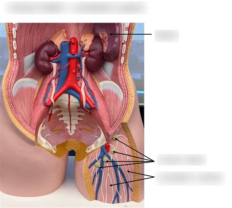 Lymphatic System Diagram Quizlet
