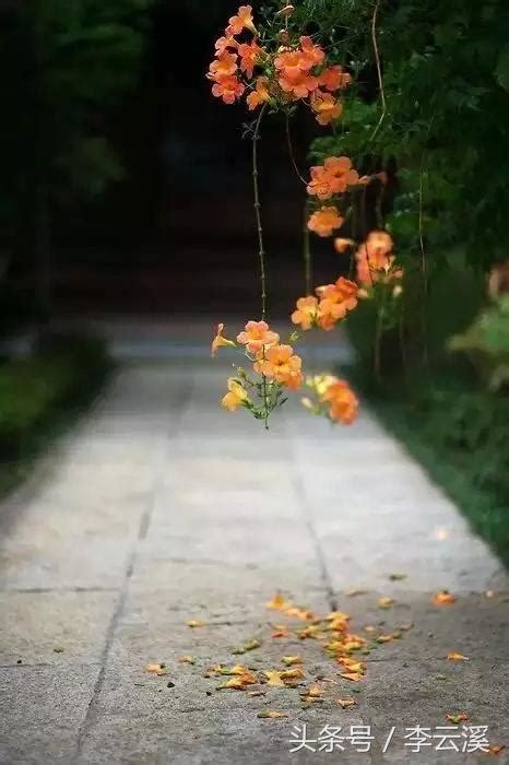 七絕凌宵花 每日頭條