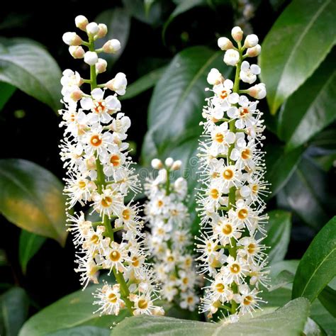 Blossoms Of A Cherry Laurel Bush Stock Image Image Of Genolia