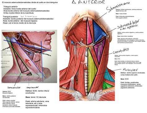 Anatomía Del Cuello Triángulos Anterior Y Posterior Resúmenes De