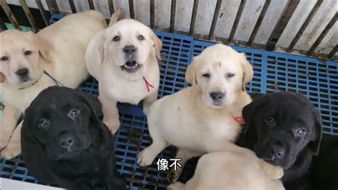 铲屎官有事不在家，拉布拉多宝宝都很乖 Youtube