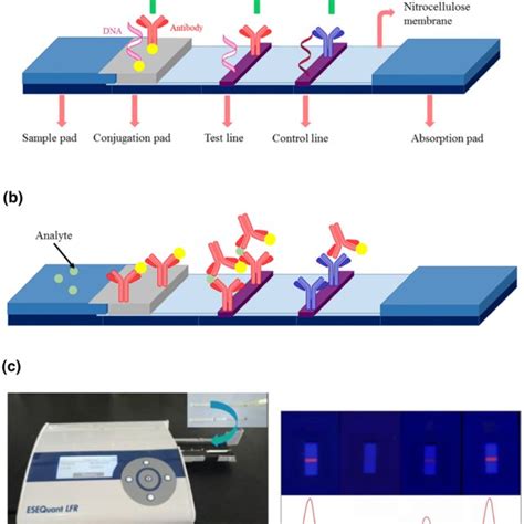 Size Tuneable Fluorescence Spectra Of Cdse Quantum Dots Qds Of