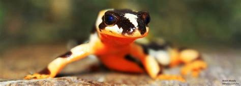 Luristan Newt Kaisers Spotted Newt Neurergus Kaiseri Iran Amphibians Amphibians Fact Of