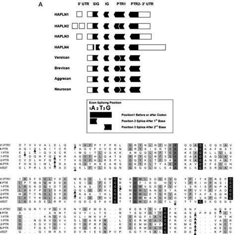 Chromosomal Localization And Organization Of The Paralogous Gene