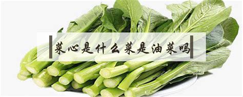 广东四九菜心 菜心的营养价值及功效 菜心图片 菜心的种植方法 鲜淘网