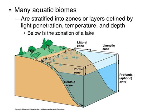 Ppt 503 Abiotic And Biotic Factors Influence The Structure And