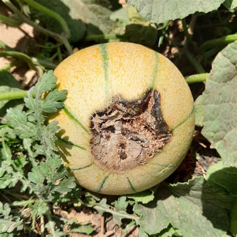 Why Muskmelon Get Spoiled Spoiled Fruit Musk Melon Recipes