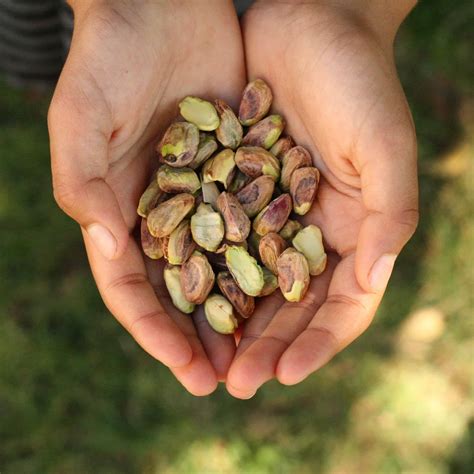 A Full Guide To Growing Pistachio Trees From Store Bought Pistachios