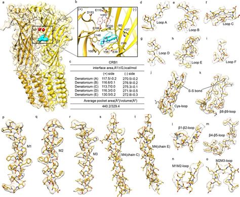 representative density map segmentation a cryo em density map of crb1
