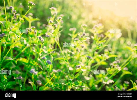 Selective Focus Of Purple Grass Flower In The Garden With Morning