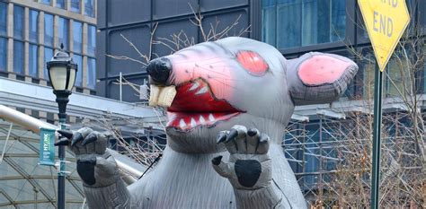Super Rats Or Sickly Rodents Our War Against Urban Rats Could Be